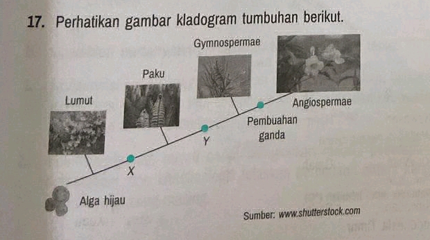 17 Perhatikan gambar kladogram tumbuhan | StudyX