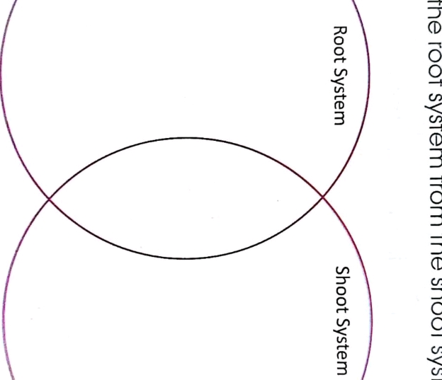 Compare and contrast the root system from | StudyX