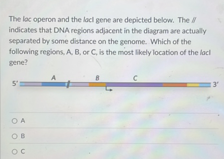 The lac operon and the lacl gene are | StudyX