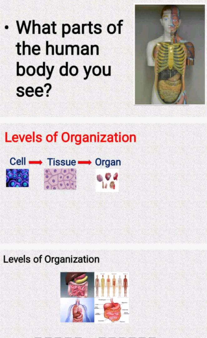 What parts of the human body do you see | StudyX