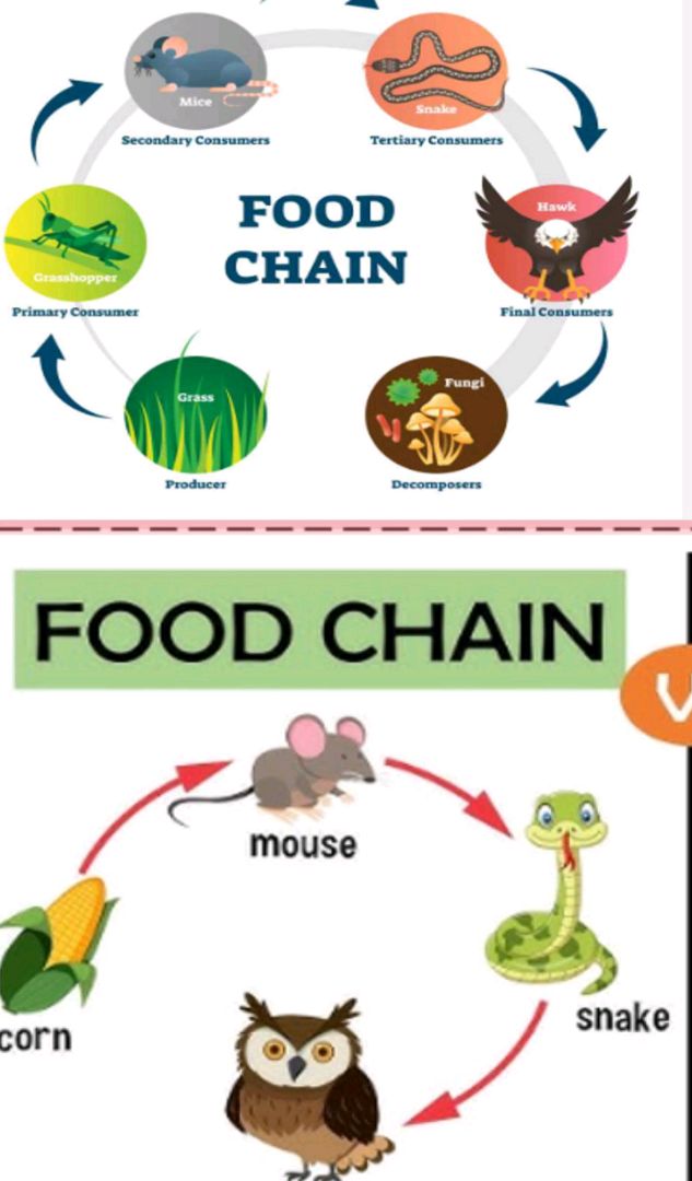The image contains two food chain diagrams | StudyX