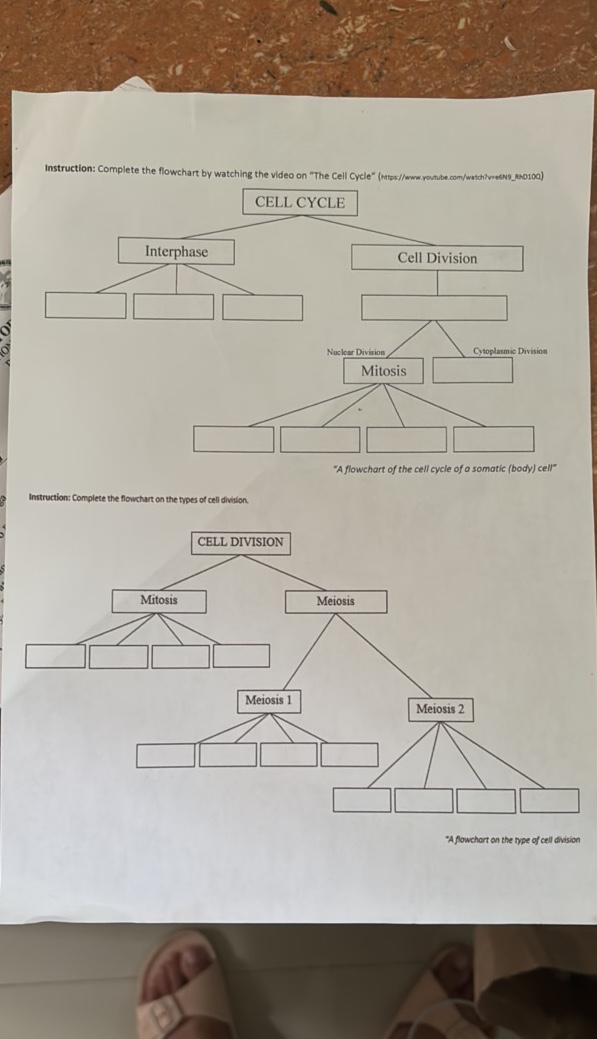 CELL CYCLE A flowchart of the cell cycle of | StudyX