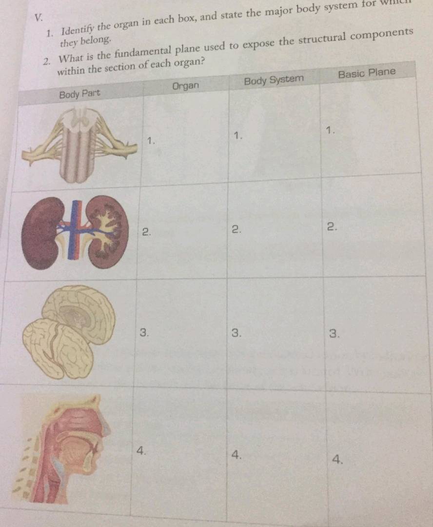 V 1 Identify the organ in each box and | StudyX