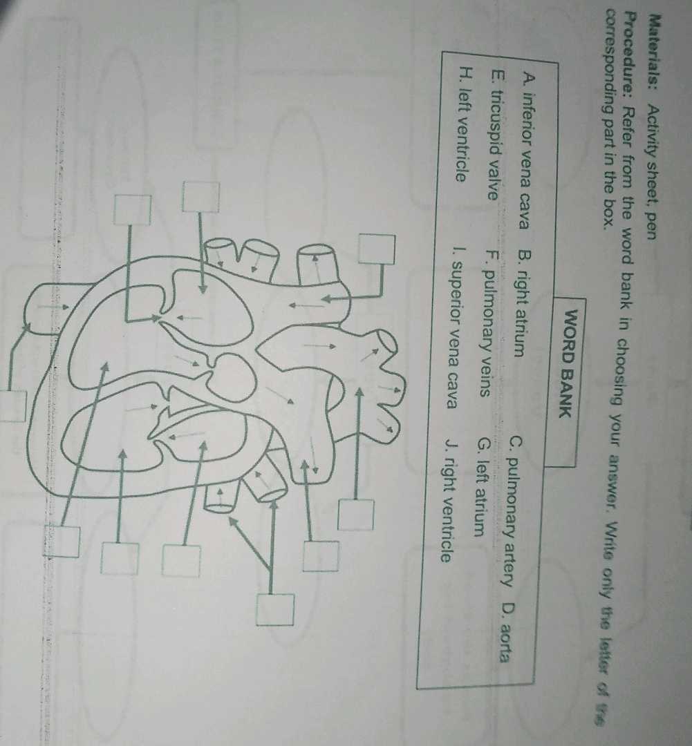 Materials Activity sheet pen Procedure | StudyX