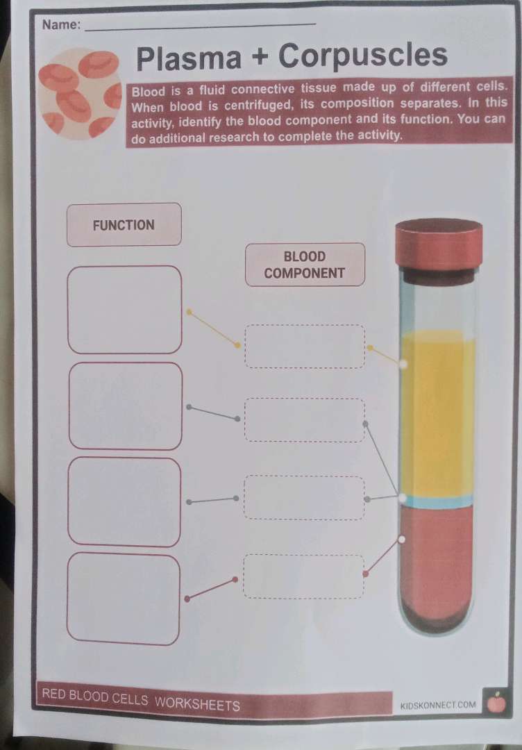 Name ( Plasma + Corpuscles Blood is a fluid | StudyX