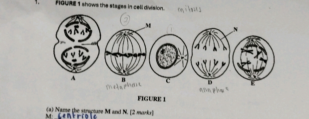1 FIGURE 1 shows the stages in cell | StudyX