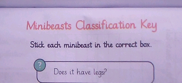 Minibeasts Classification Key Stick each | StudyX