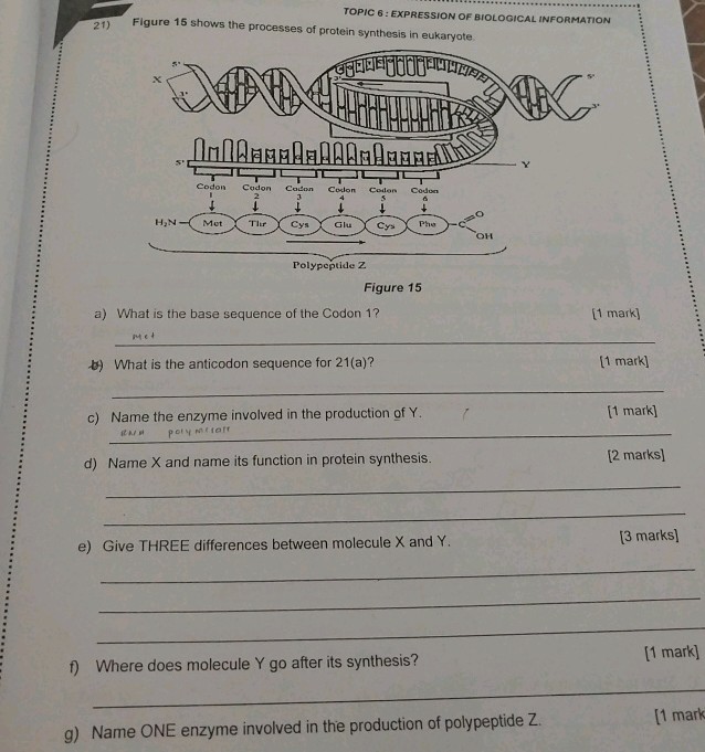 21) Figure 15 shows the processes of | StudyX