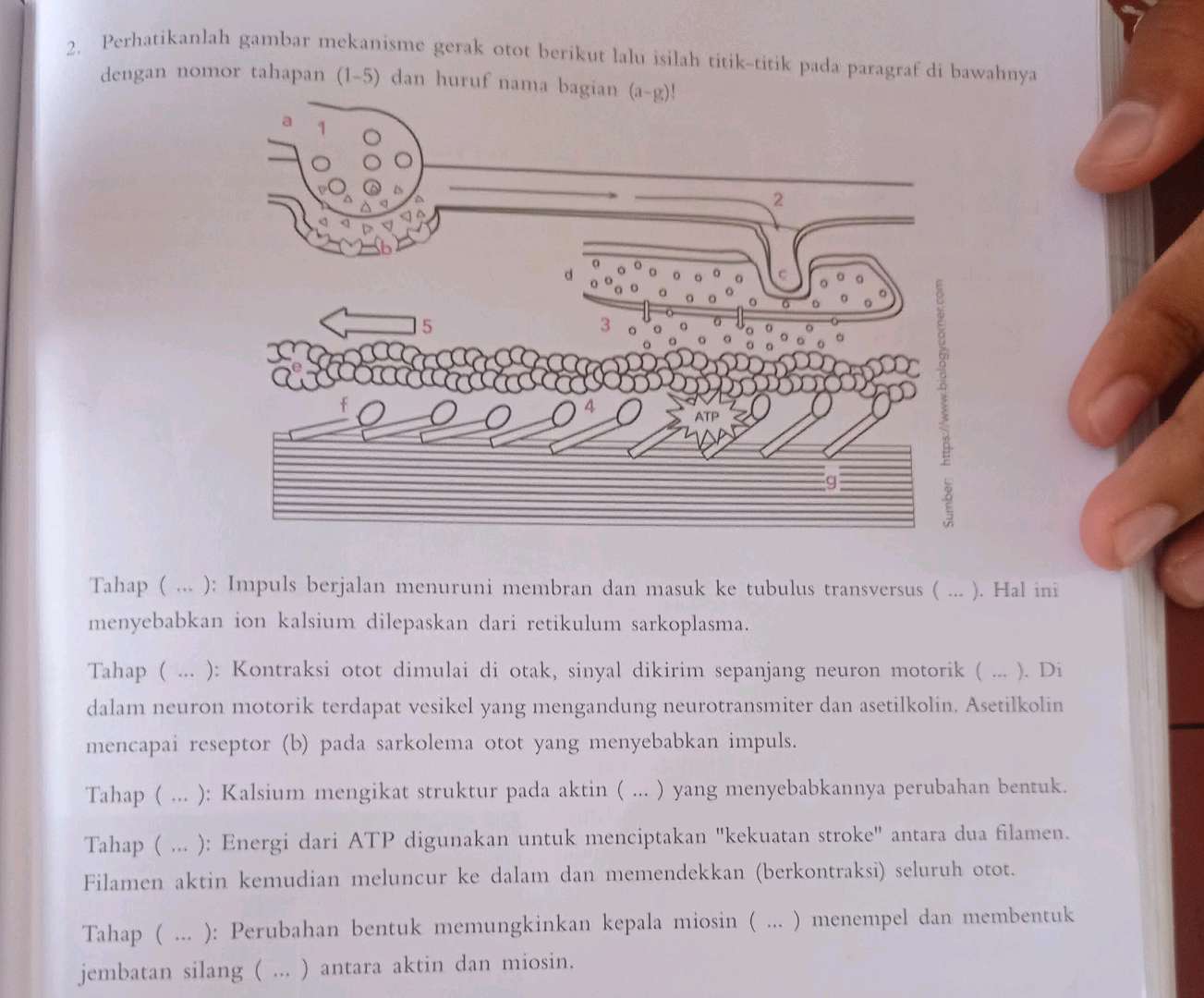 2 Perhatikanlah gambar mekanisme gerak otot | StudyX