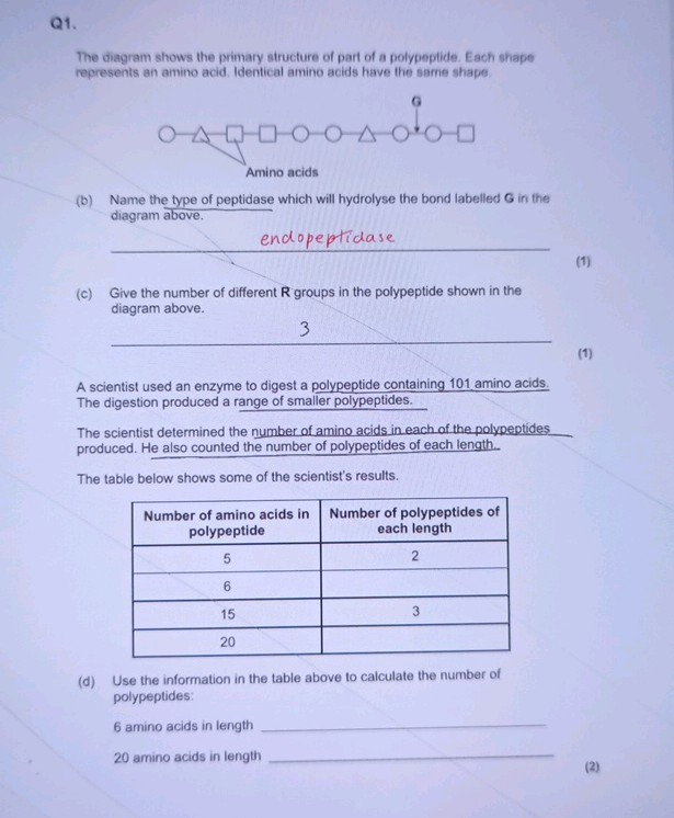 Q1 The diagram shows the primary structure | StudyX