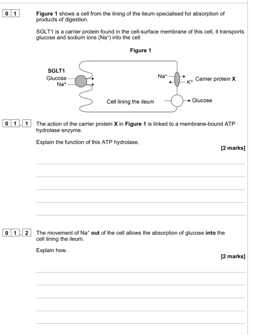 0 1 Figure 1 shows a cell from the lining | StudyX