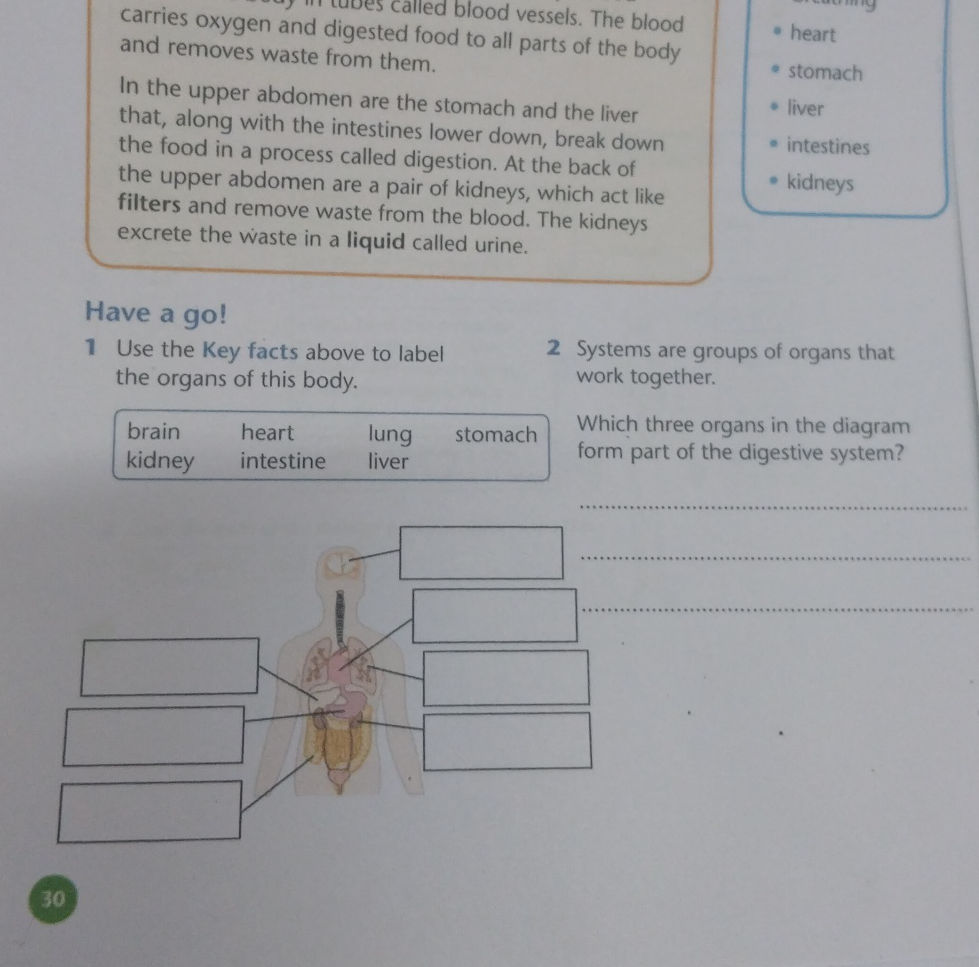 1 Use the Key facts above to label the | StudyX