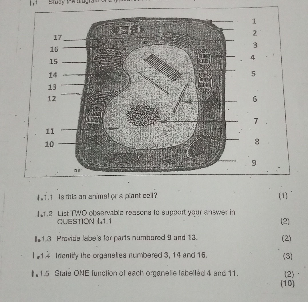 1.1 Study the diagram of a typical cell and | StudyX