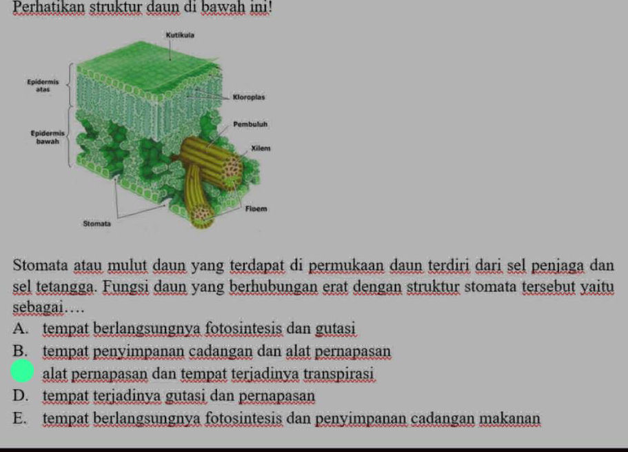 Perhatikan struktur daun di bawah ini! | StudyX