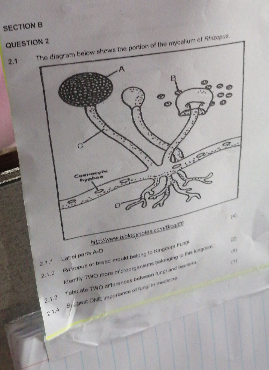 2.1 The diagram below shows the portion of | StudyX