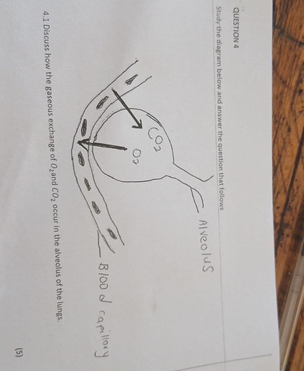 QUESTION 4 Study the diagram below and | StudyX