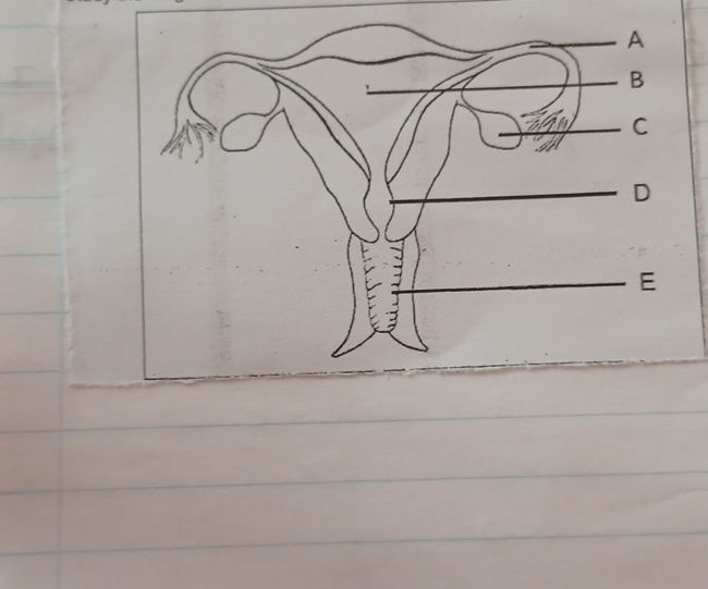 The image shows a diagram of the female | StudyX