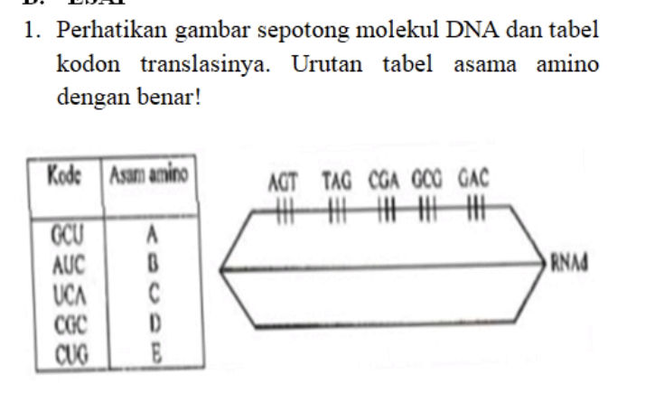 1. Perhatikan gambar sepotong molekul DNA | StudyX