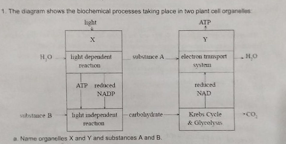 1. The diagram shows the biochemical | StudyX