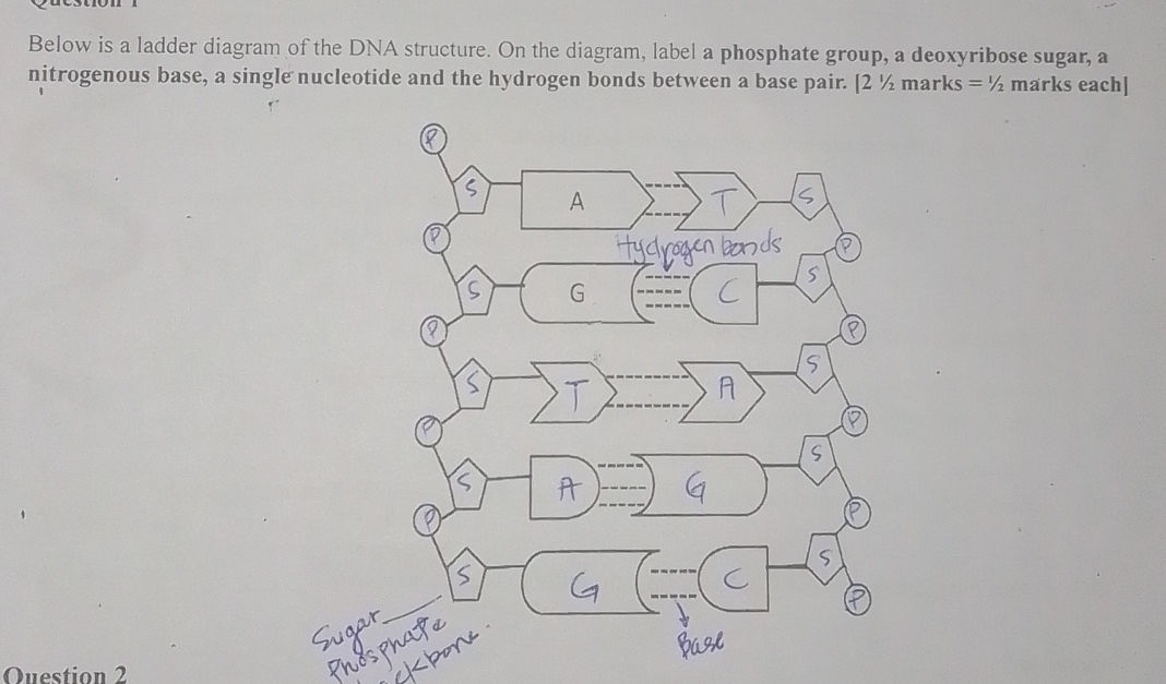 Below is a ladder diagram of the DNA | StudyX