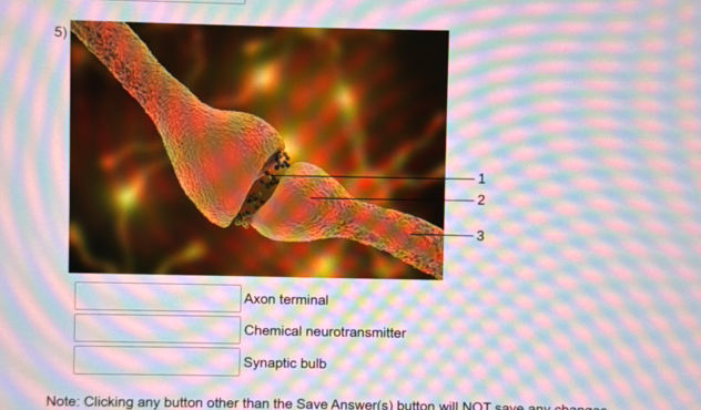5) 1 2 3 Axon terminal Chemical | StudyX