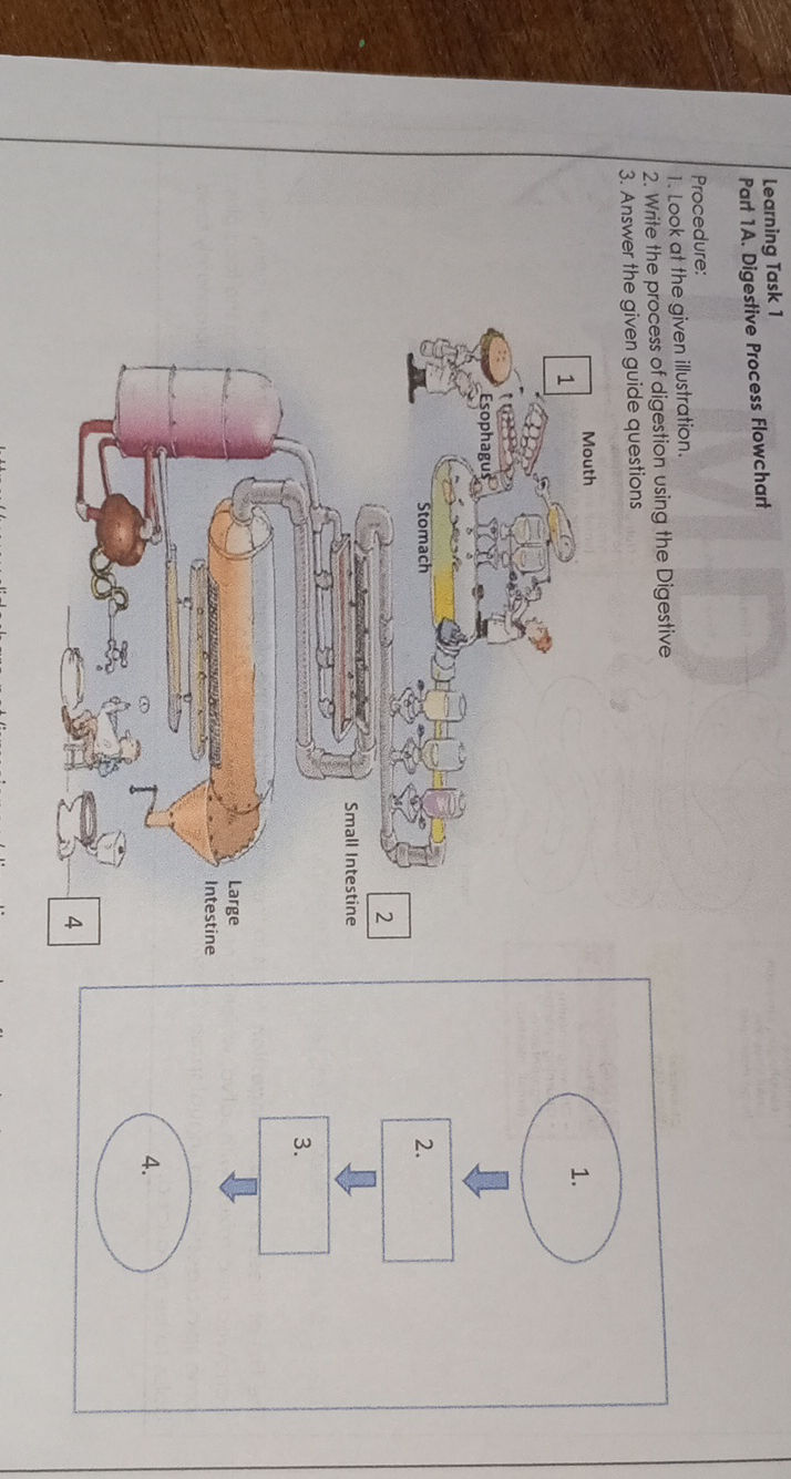 Learning Task 1 Part 1A. Digestive Process | StudyX