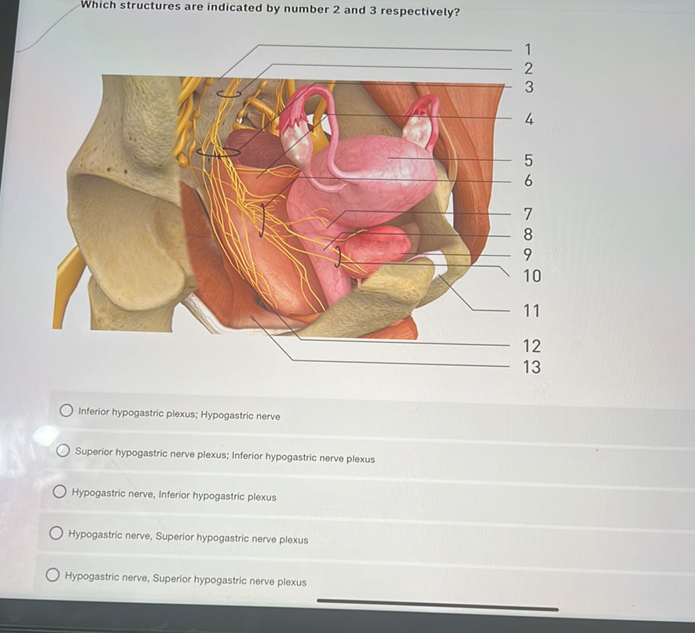 Which structures are indicated by number 2 | StudyX
