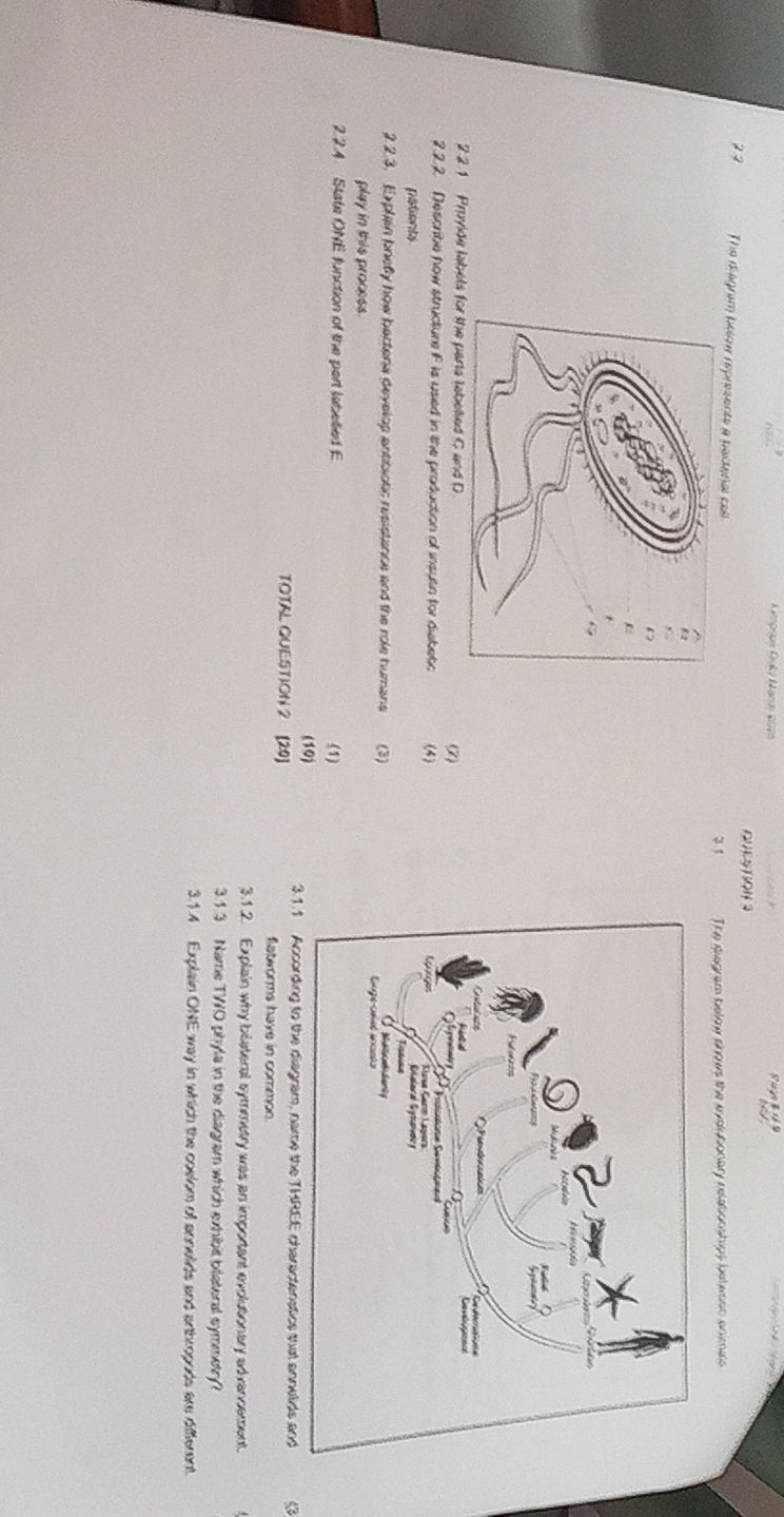 2. The diagram below represents a bacterial | StudyX
