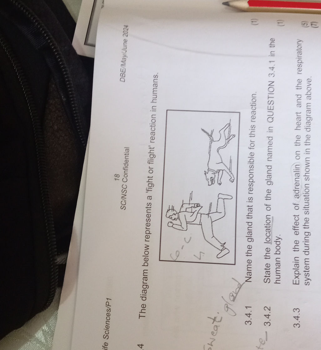 The diagram below represents a 'fight or | StudyX
