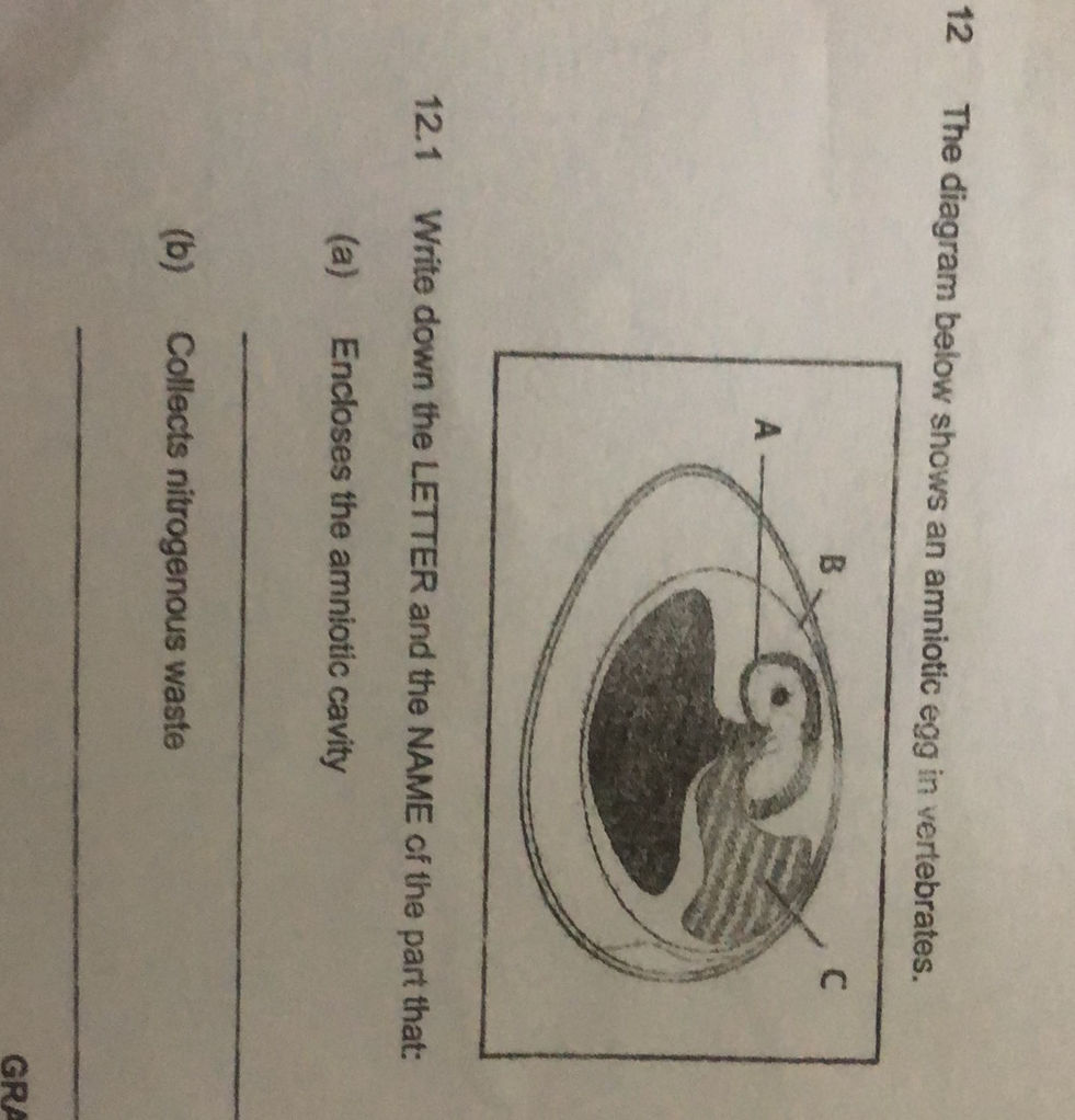 12 The diagram below shows an amniotic egg | StudyX