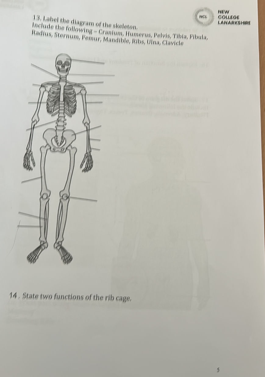 13. Label the diagram of the skeleton. | StudyX