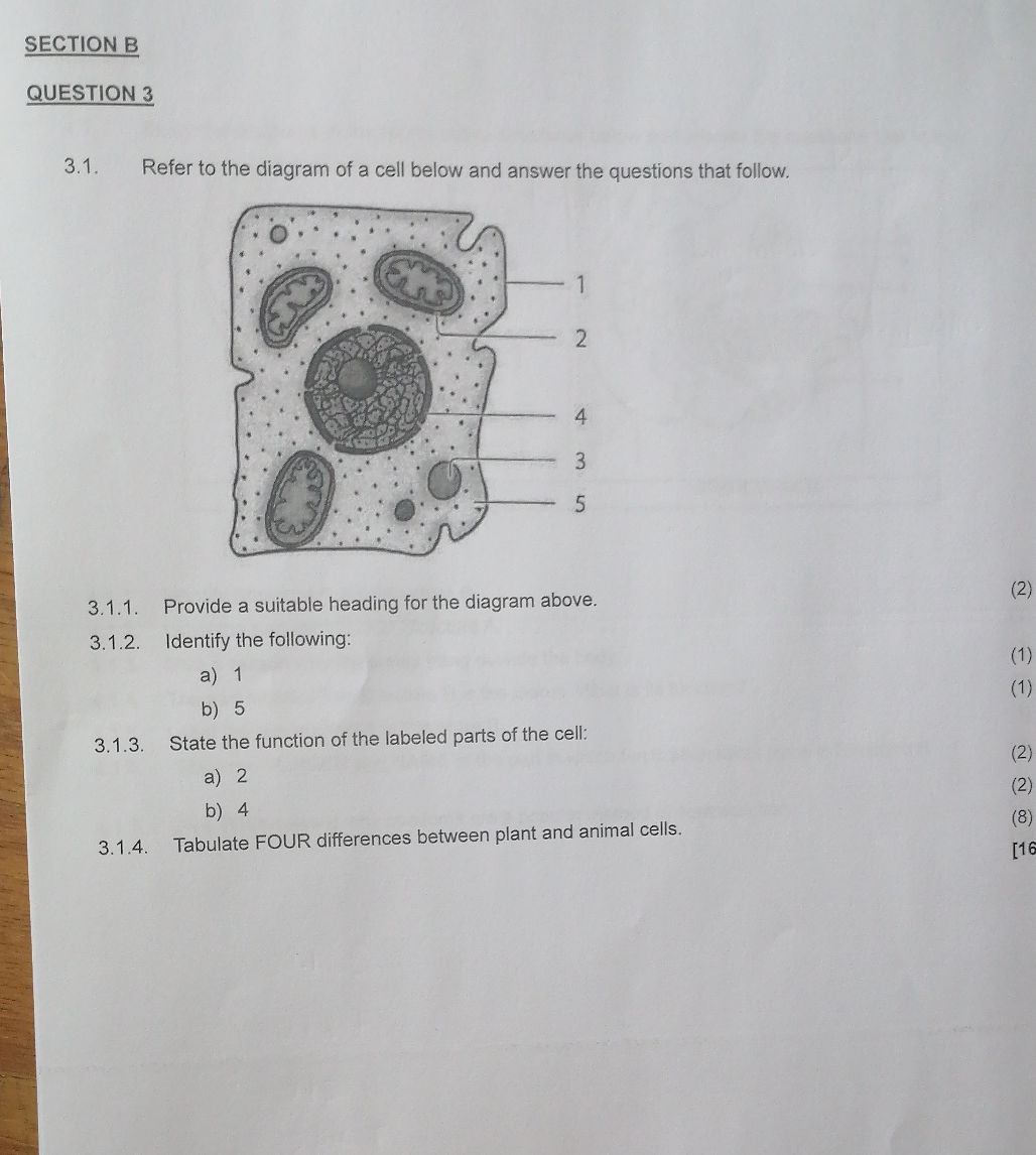 3.1. Refer to the diagram of a cell below | StudyX