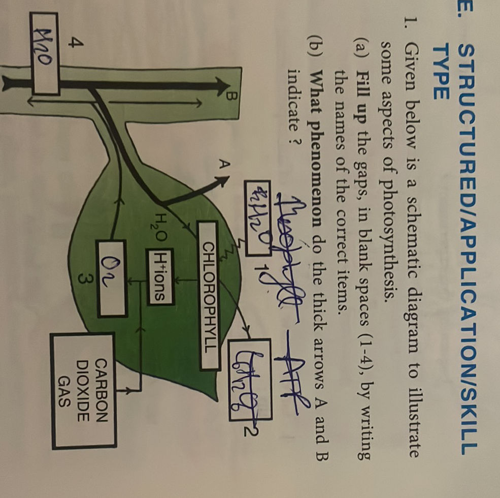 1. Given below is a schematic diagram to | StudyX