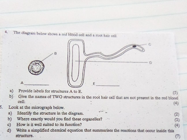 4. The diagram below shows a red blood cell | StudyX