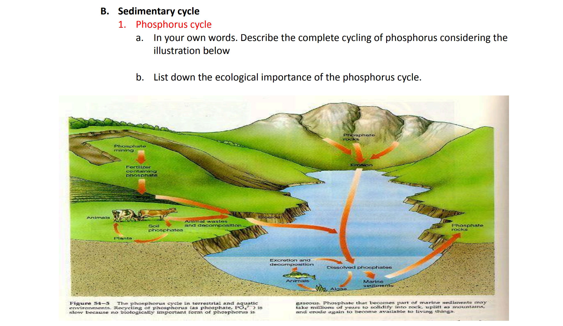 B. Sedimentary cycle 1. Phosphorus cycle a.
