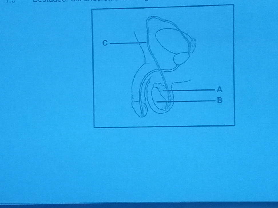 The image shows a diagram of the male | StudyX