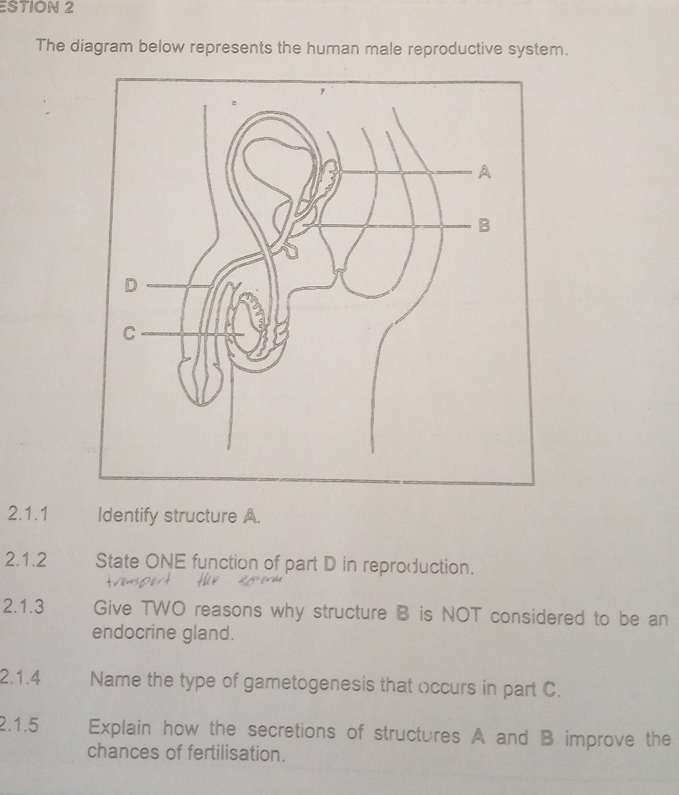 The diagram below represents the human male | StudyX