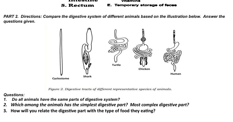 PART 2. Directions: Compare the digestive | StudyX