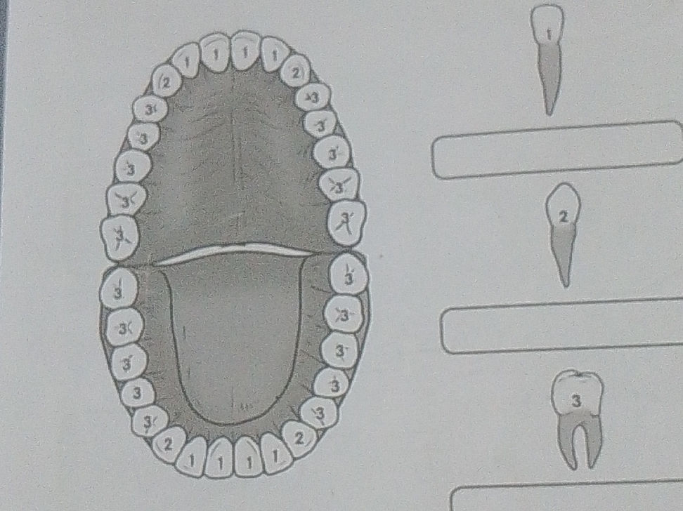 The image shows a diagram of teeth and their | StudyX