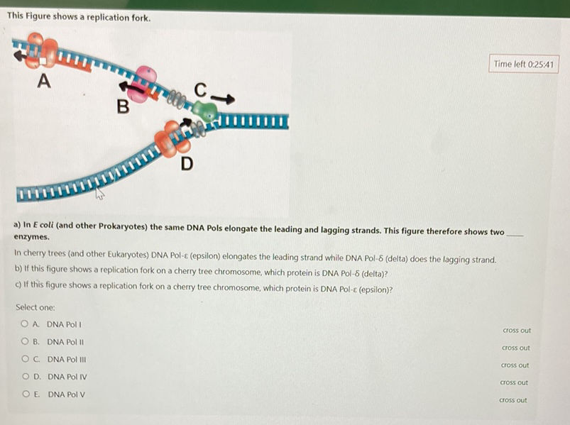 This Figure shows a replication fork. a) In | StudyX
