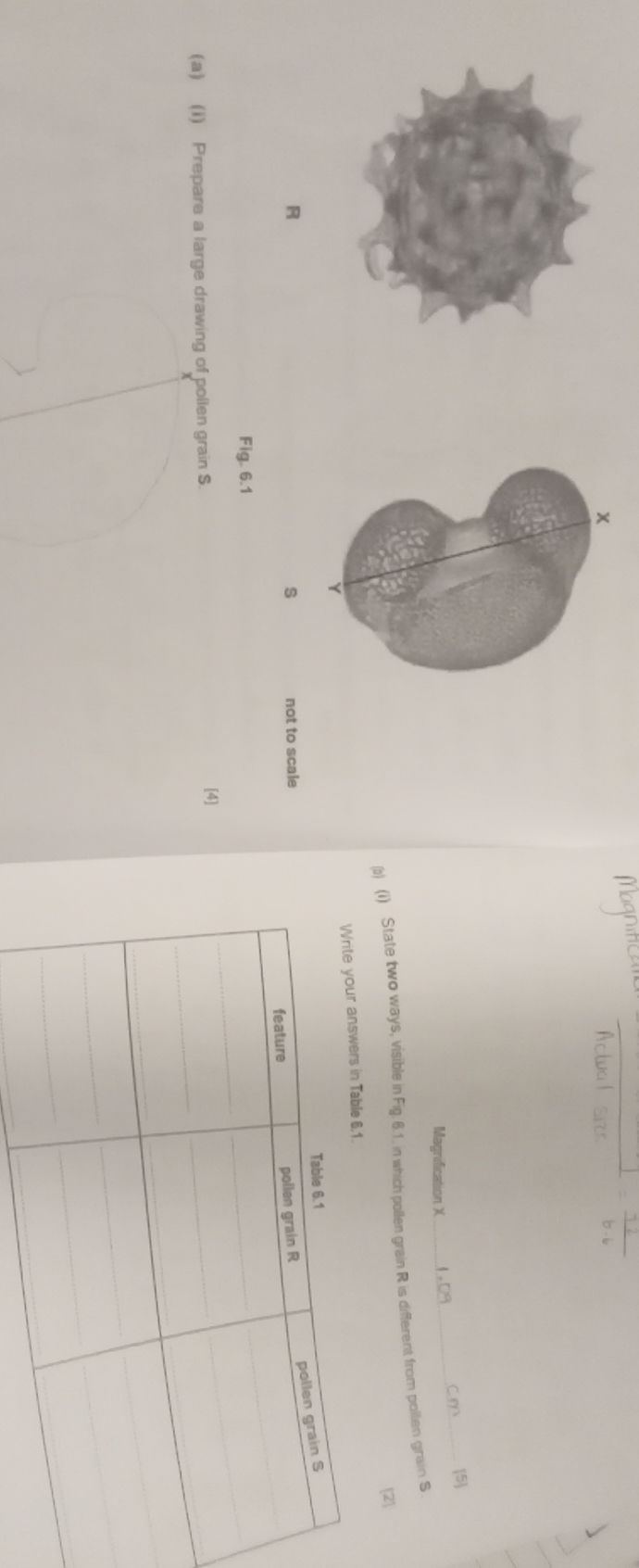 (a) (i) Prepare a large drawing of pollen | StudyX