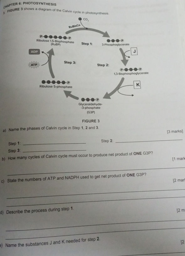 a) Name the phases of Calvin cycle in Step | StudyX