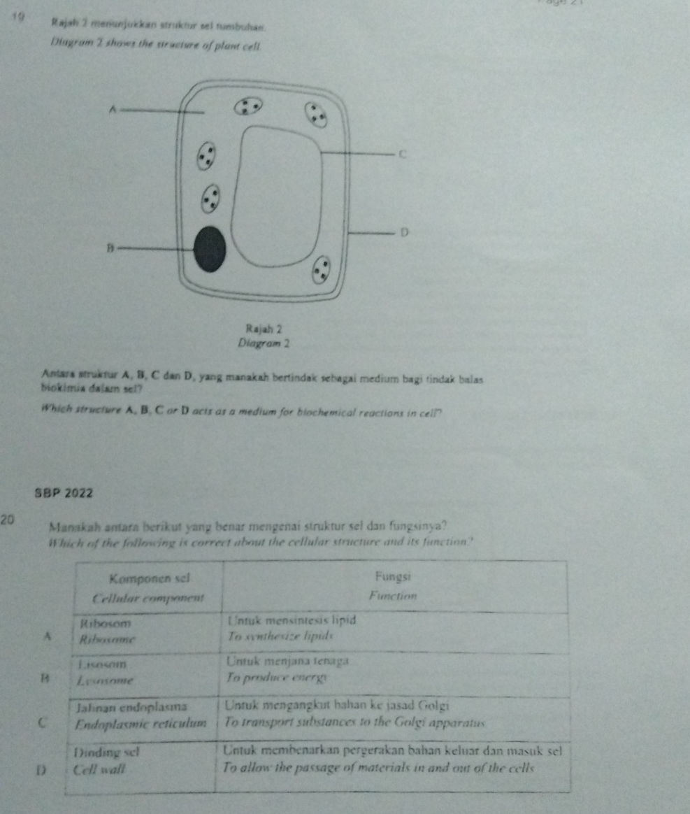 Rajah 2 menunjukkan struktur sel tumbuhan. | StudyX