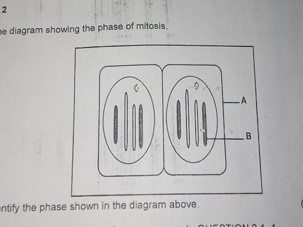 Identify the phase shown in the diagram | StudyX