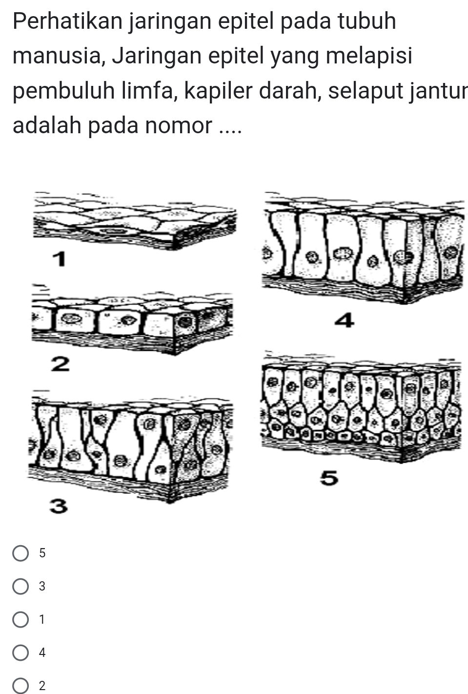 Perhatikan jaringan epitel pada tubuh | StudyX