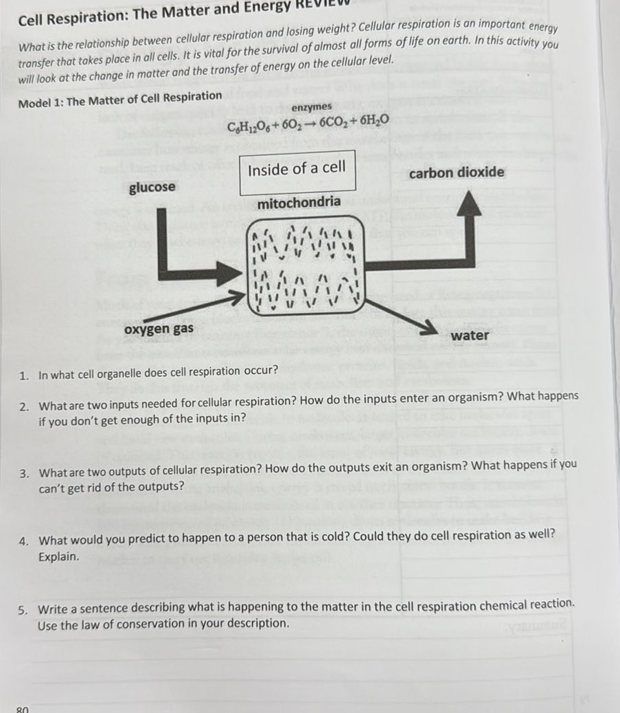 Cell Respiration: The Matter and Energy | StudyX