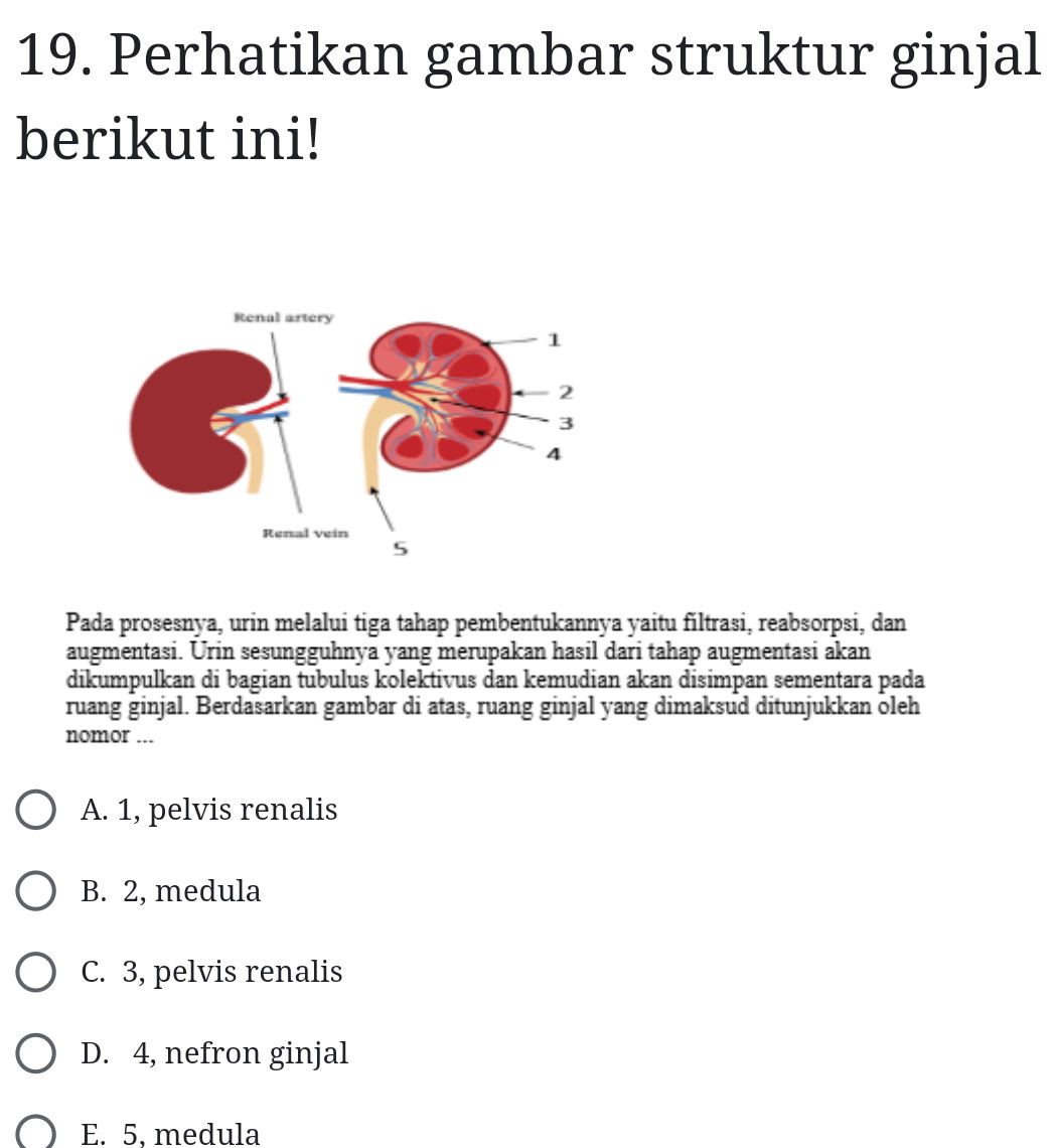 19. Perhatikan gambar struktur ginjal | StudyX