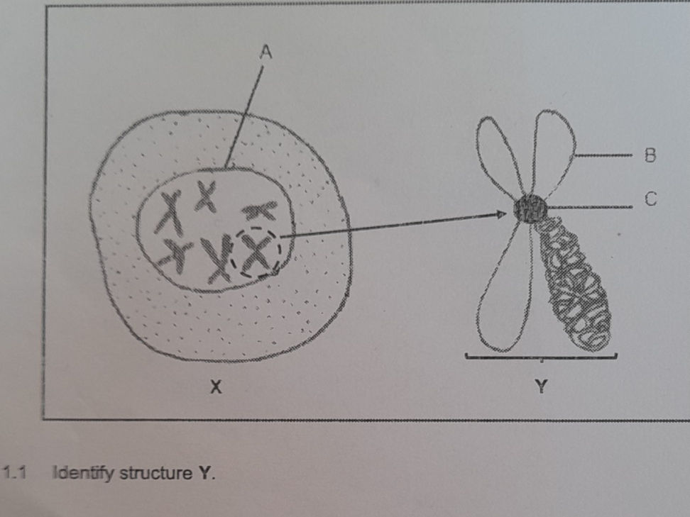 1.1 Identify structure Y. The image | StudyX