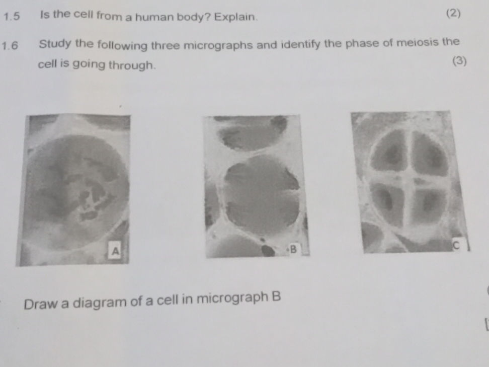 1.5 Is the cell from a human body? Explain. | StudyX