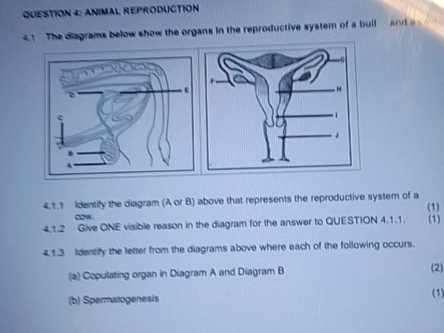 QUESTION 4: ANIMAL REPRODUCTION 4.1 The | StudyX